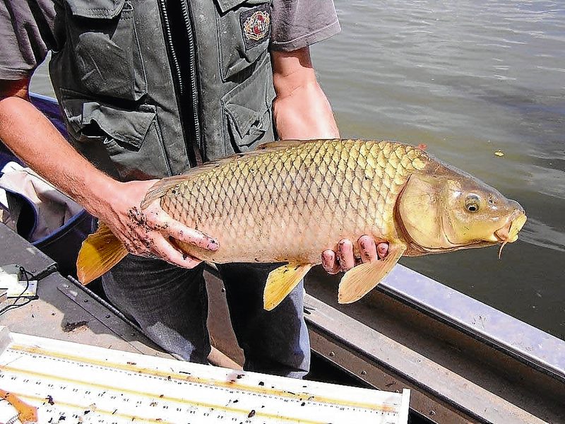 Carp removal in lakes - The Shepparton Adviser