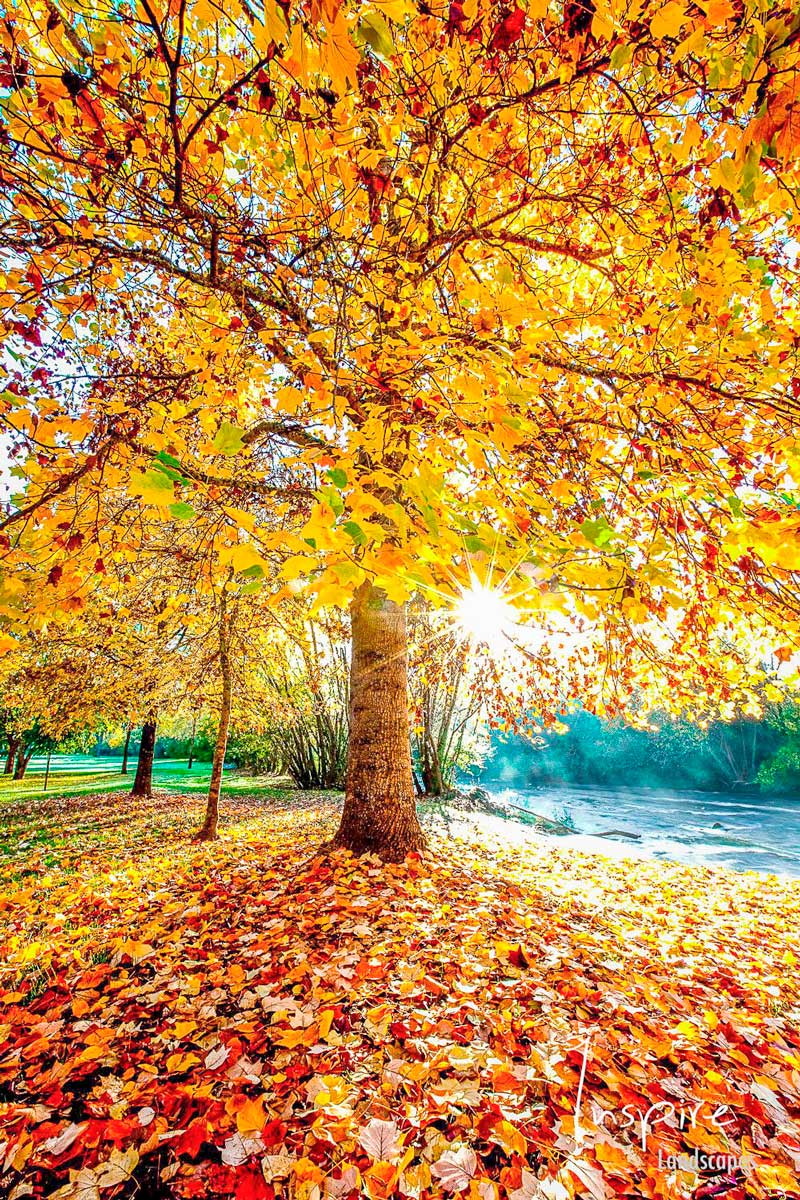 Autumn gardening - The Shepparton Adviser