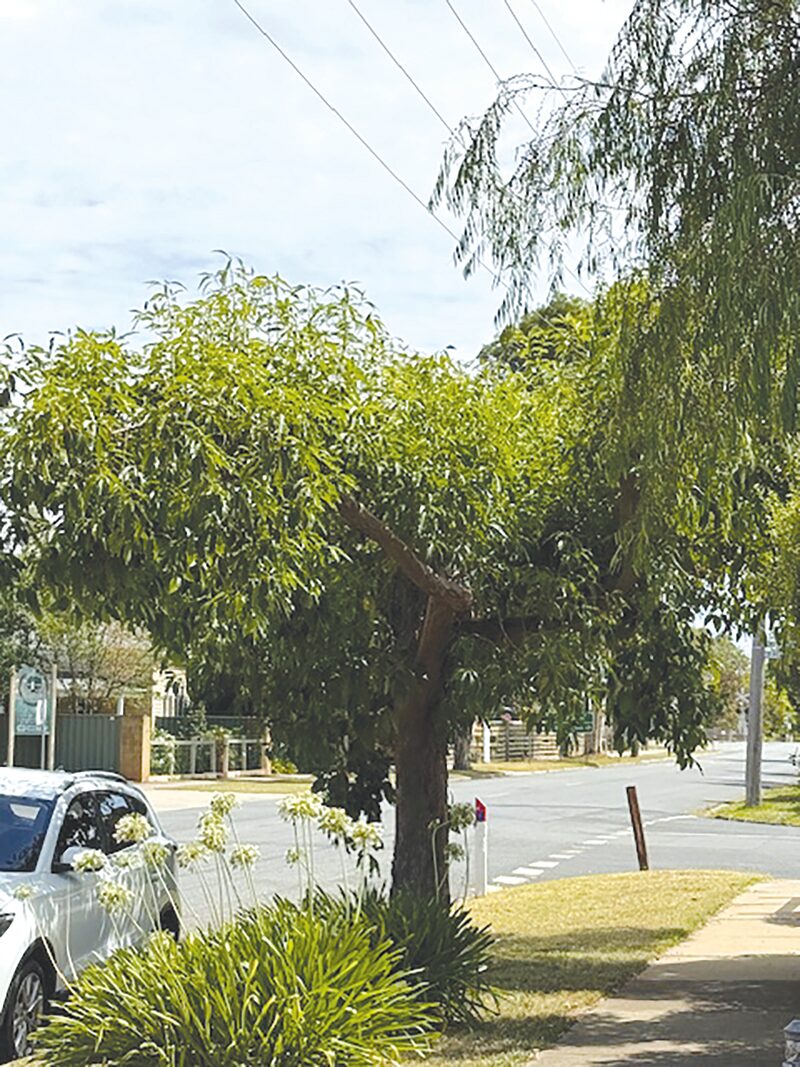 Powercor tree maintenance - The Shepparton Adviser