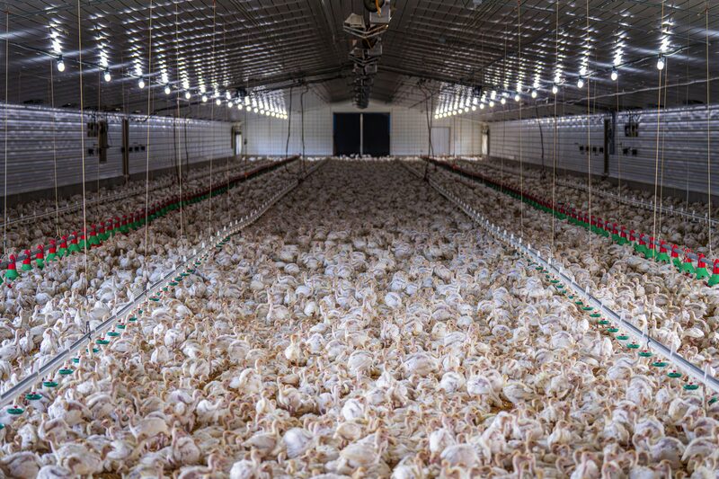 Avian flu - The Shepparton Adviser