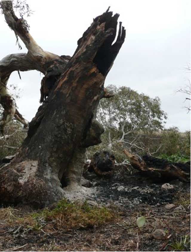 Protecting paddock trees during stubble burns - The Shepparton Adviser